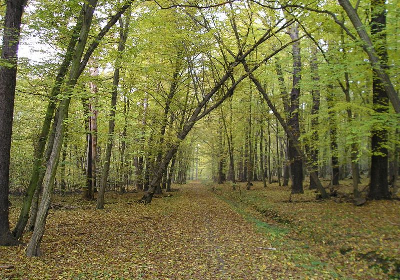 Naučná stezka Zábělá | Naučné-stezky.cz